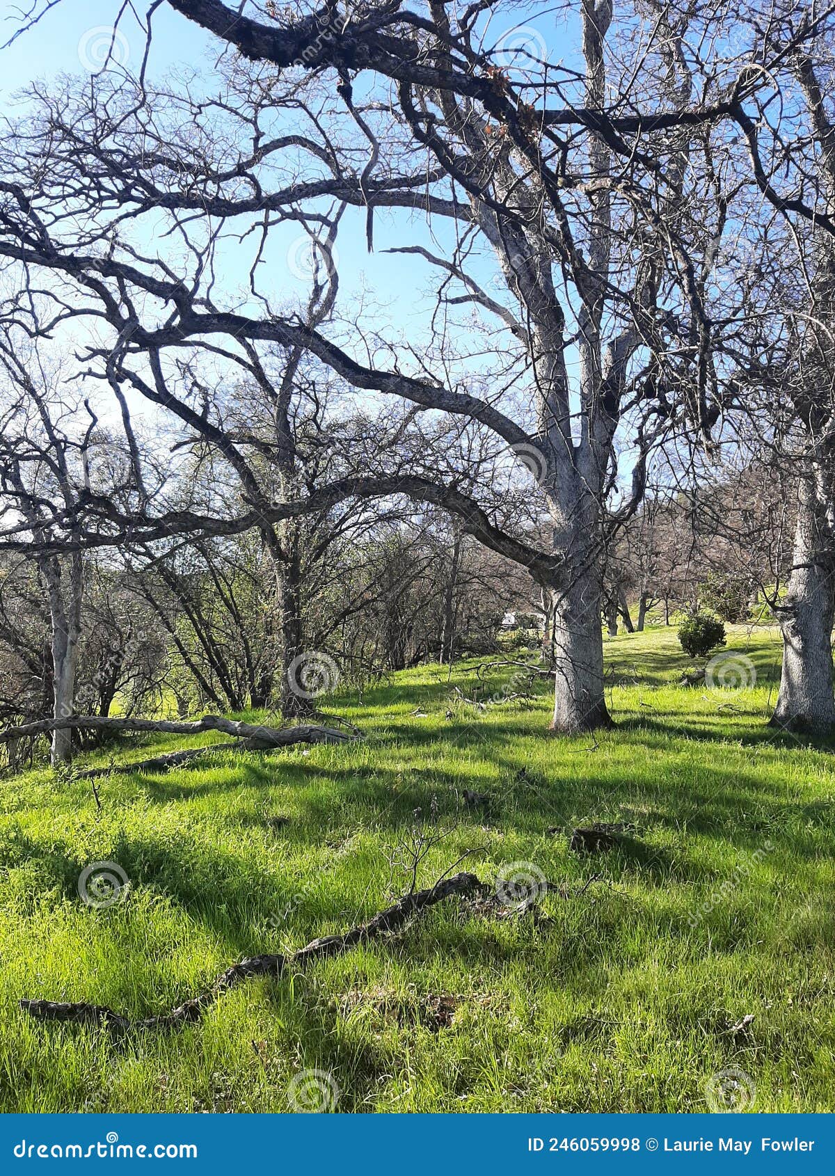 Branching Out stock photo. Image of branching, trees - 246059998