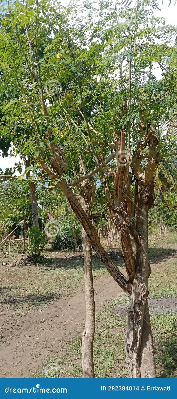 TREES are VERY USEFUL for the HEALTH of the HUMAN BODY Stock Photo ...