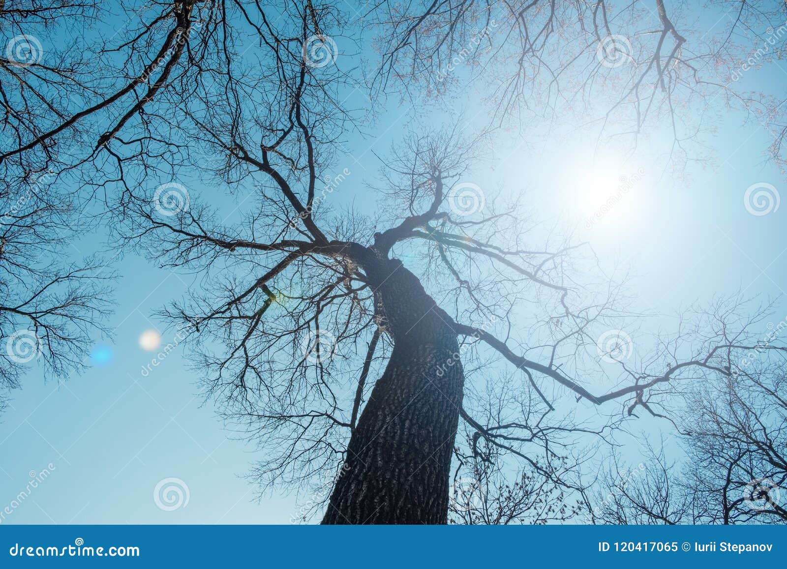 Trees View from Above with Blue Sky Stock Image - Image of bright ...