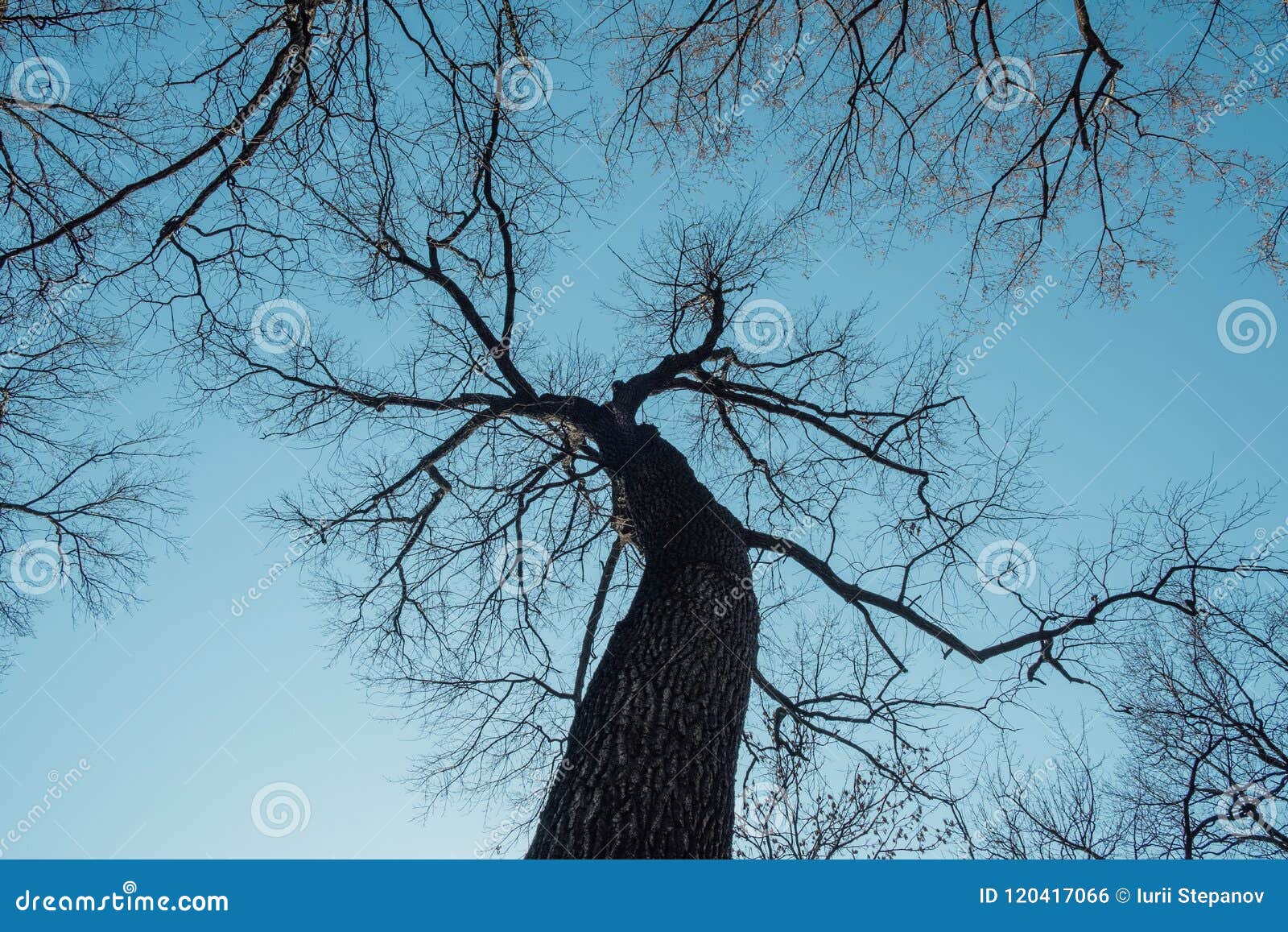 Trees View from Above with Blue Sky Stock Photo - Image of autumn ...