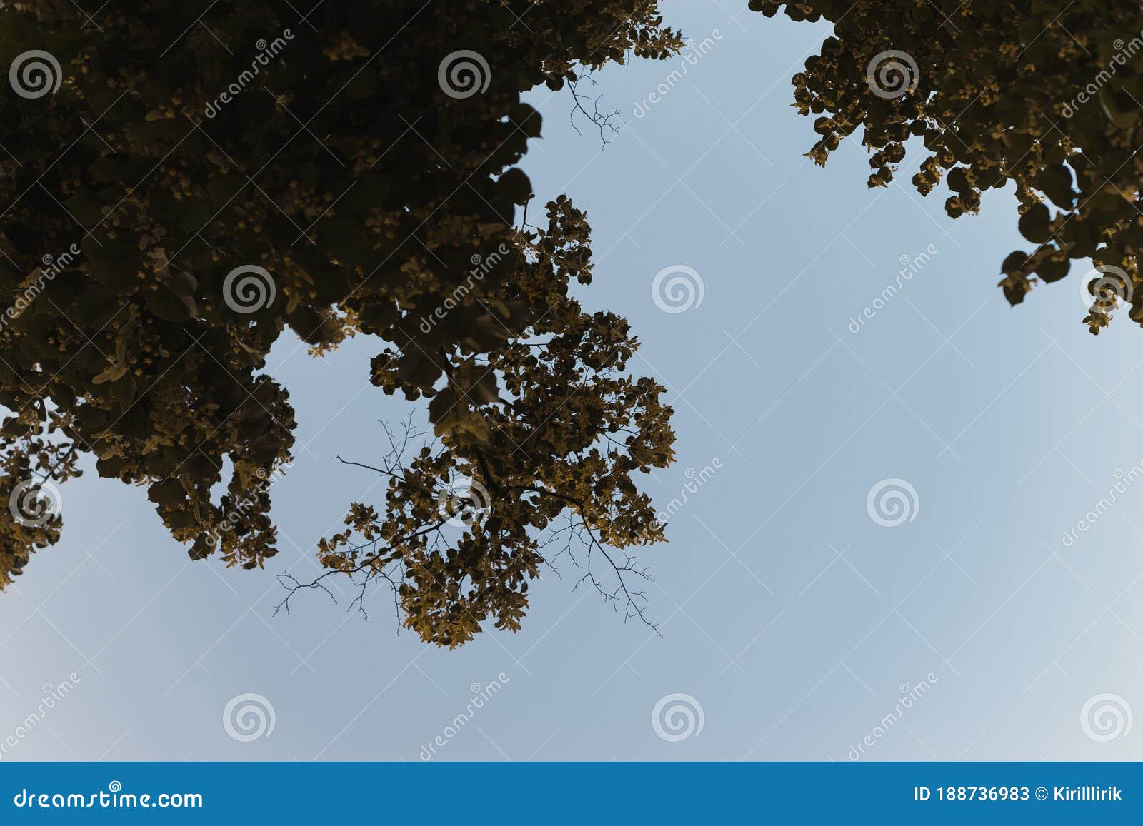 Trees. View from Above. Plants in the Park Stock Image - Image of ...
