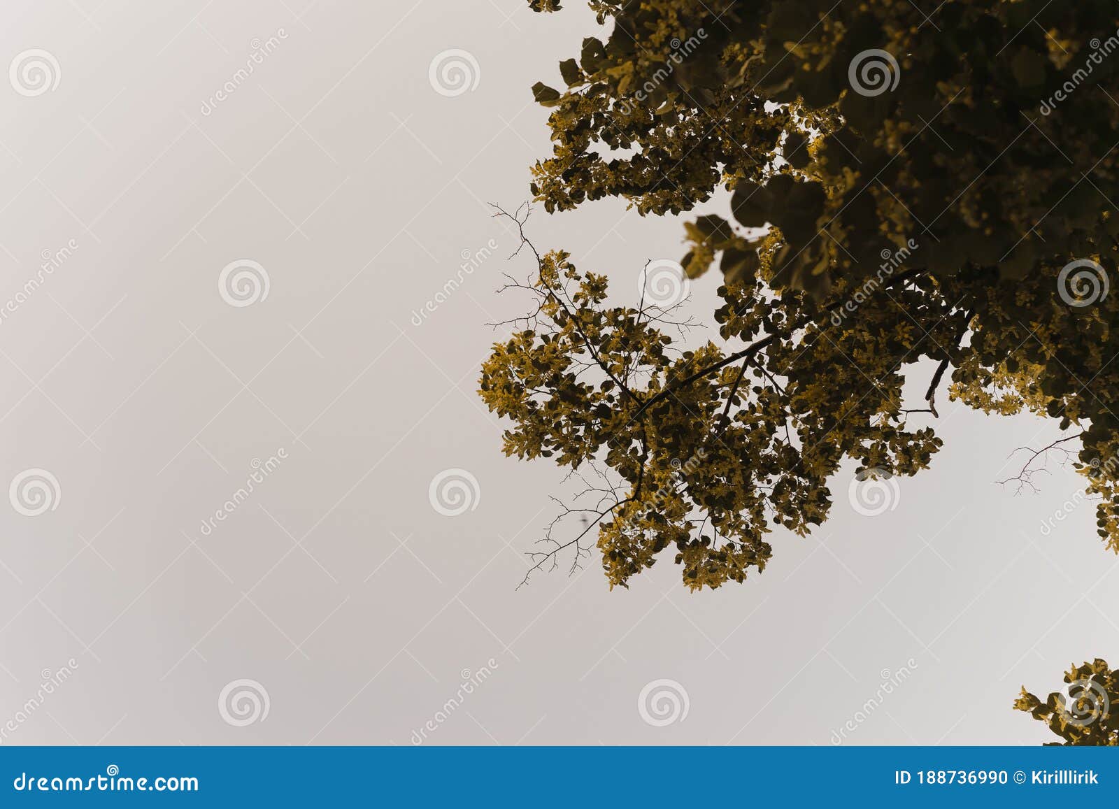 Trees. View from Above. Plants in the Park Stock Photo - Image of ...