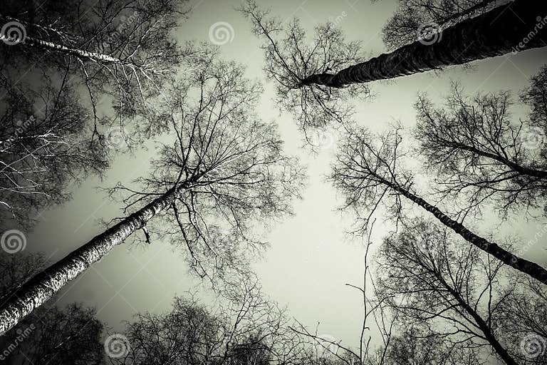 Trees stock photo. Image of tree, trunk, leaf, wood, branch - 45610810