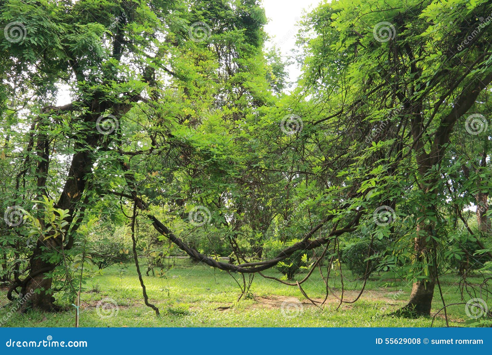 Trees and vine stock photo. Image of background, trees - 55629008