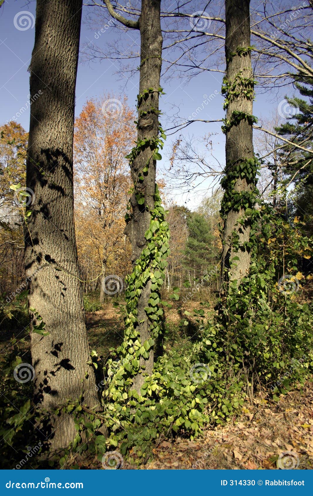Trees and Vines stock photo. Image of october, climb, trees - 314330