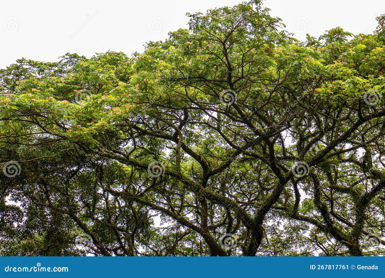 Trees Vines Their Branches Stock Photos - Free & Royalty-Free Stock ...