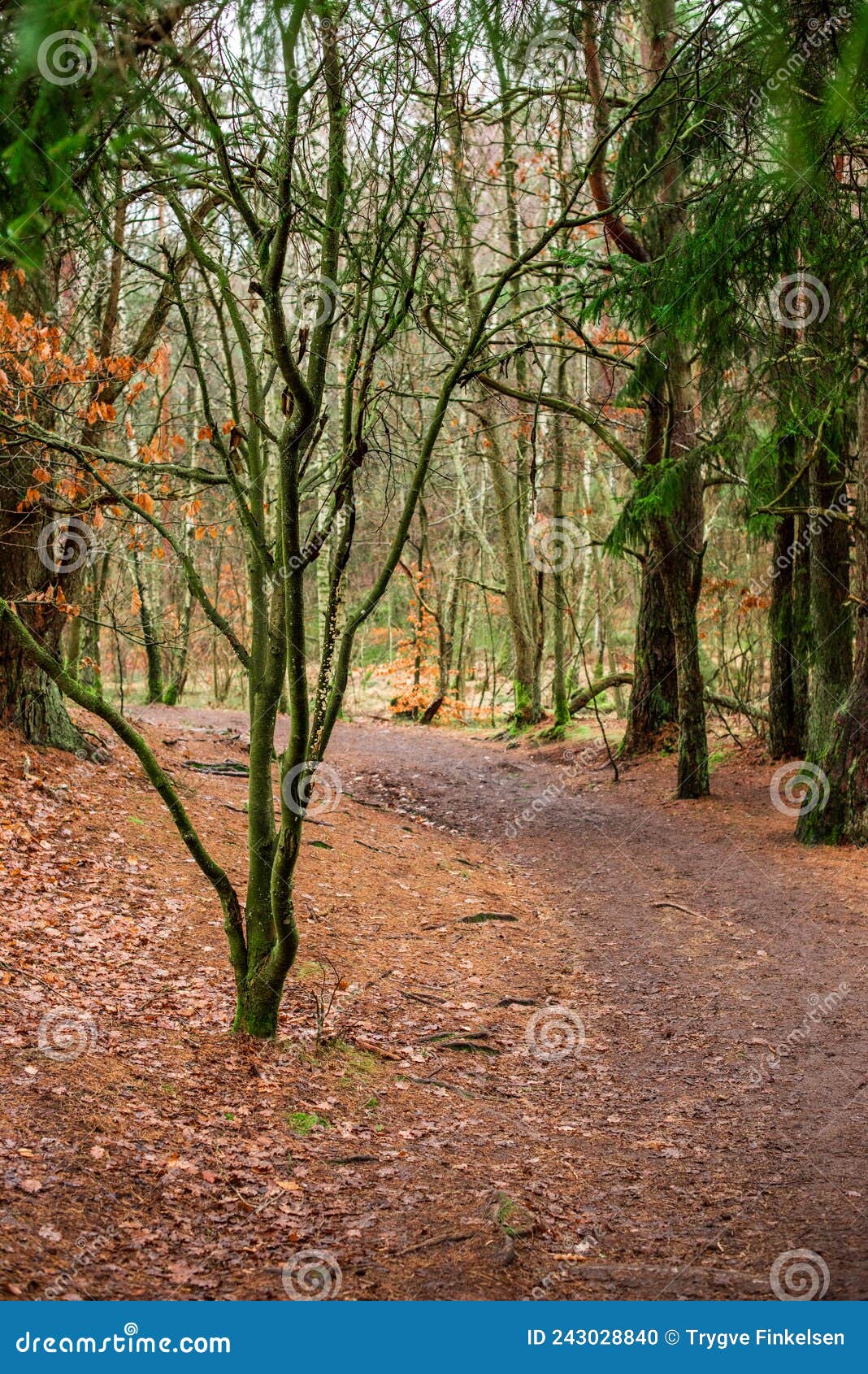 Trees by a Walking Path in the Forest.. Stock Photo - Image of vacation ...