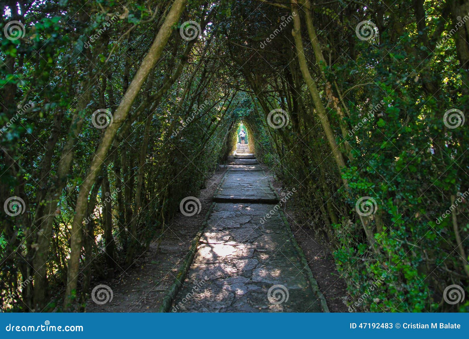 Trees and a walking path stock image. Image of walking - 47192483