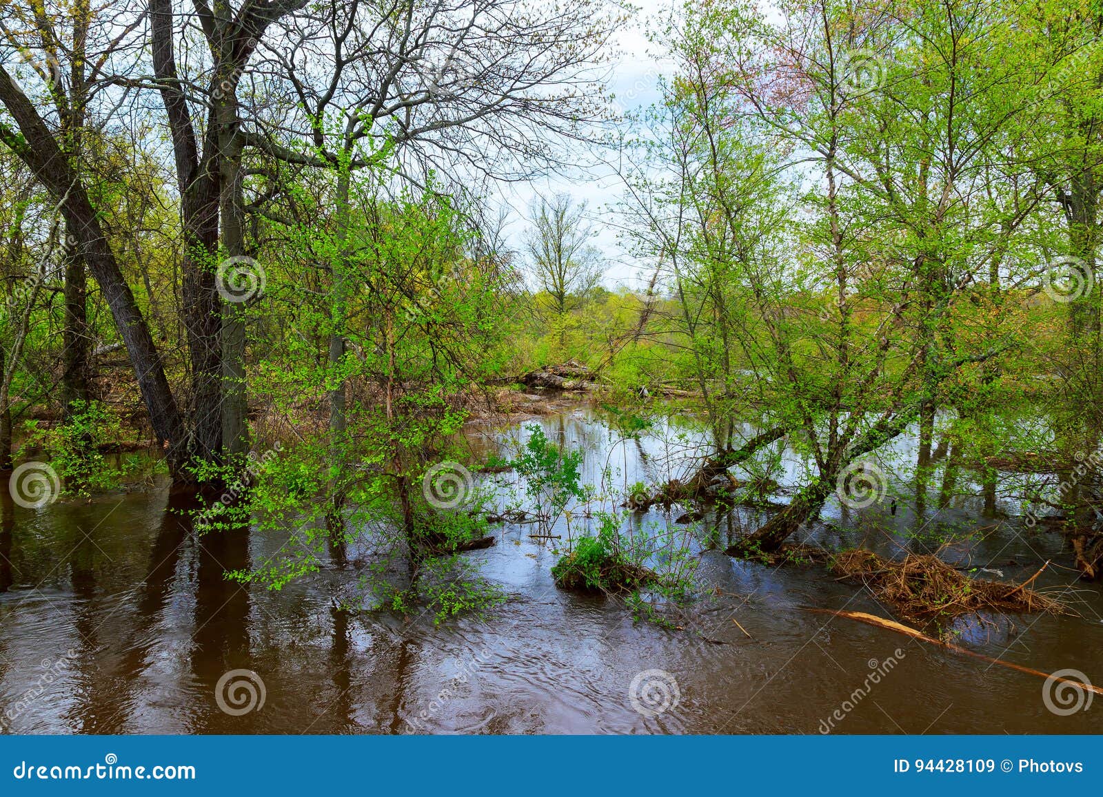 Trees Walkway Flooded after the Rain. Stock Image - Image of botanic ...