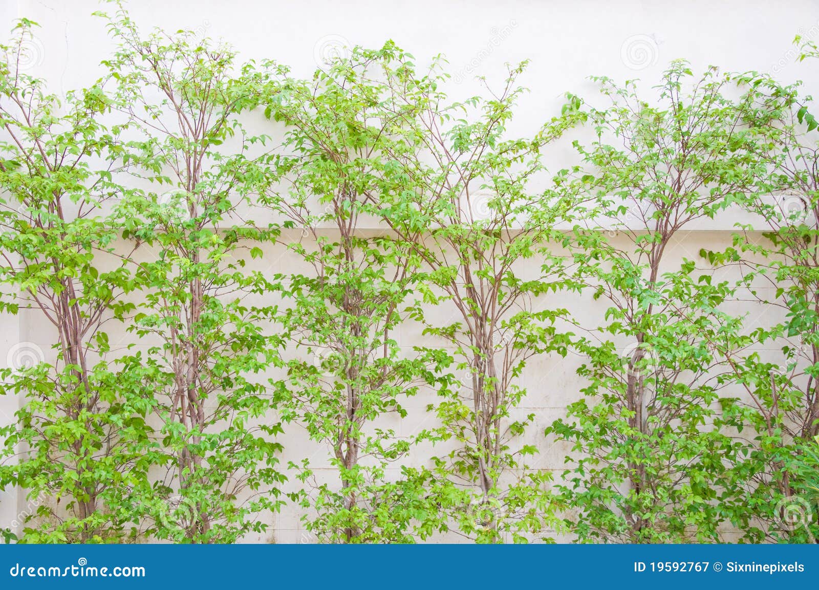 Trees and wall stock image. Image of aged, life, concrete - 19592767