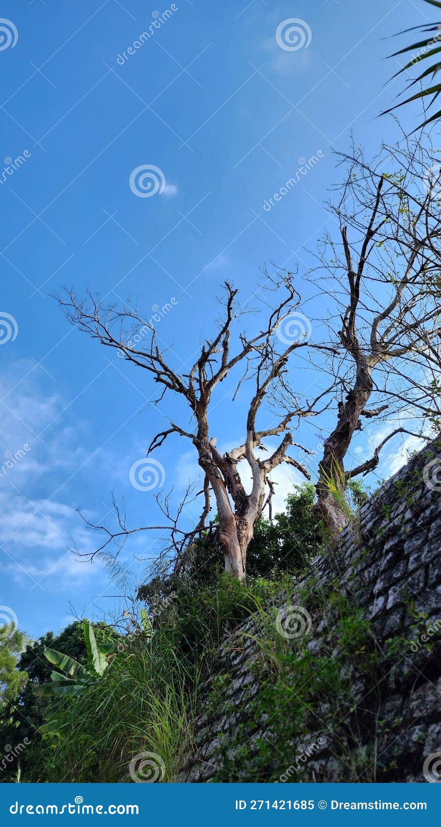 Trees was end of life stock image. Image of leaf, flower - 271421685