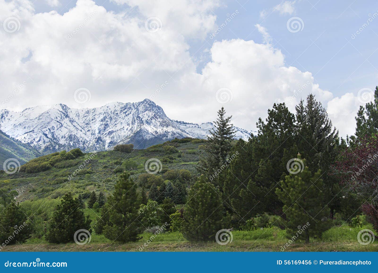 Trees in the Wasatch Mountains Mountain Top Stock Photo - Image of ...