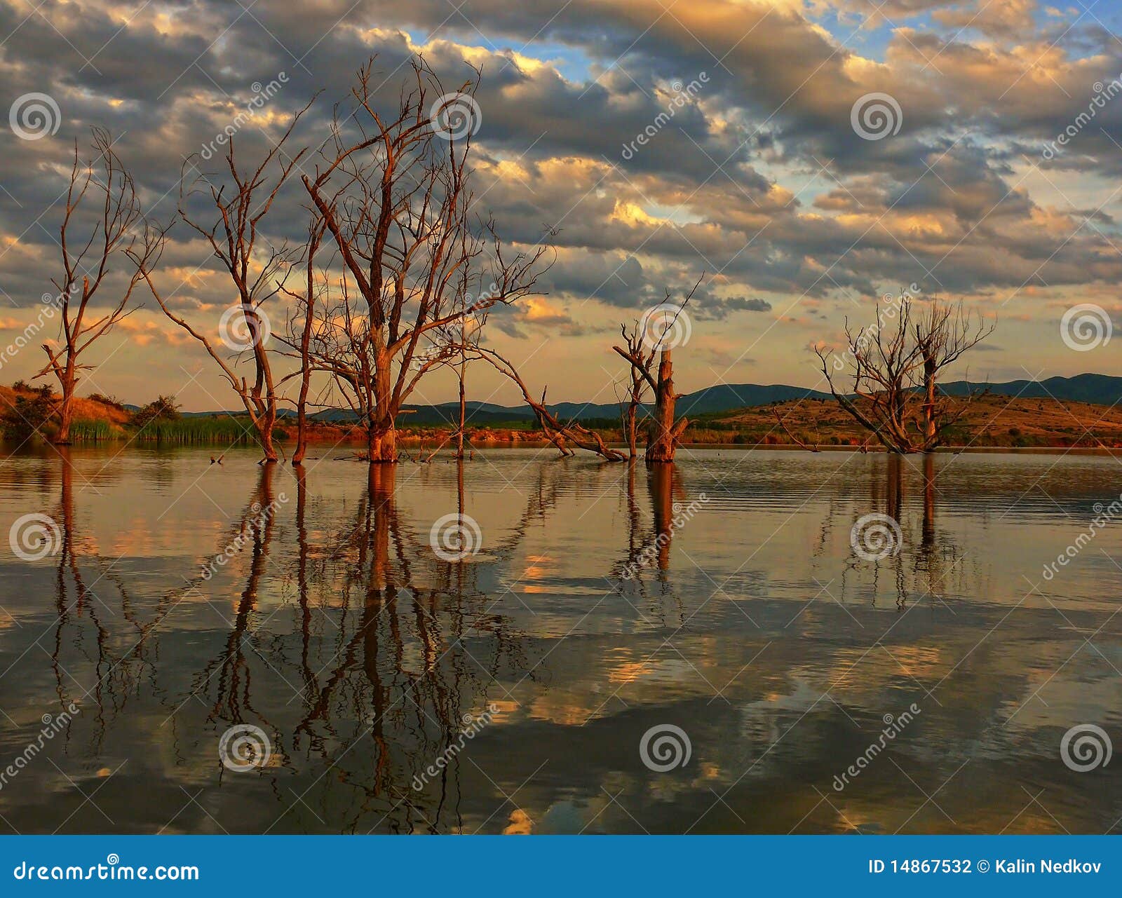 Trees in the water stock photo. Image of river, mirror - 14867532