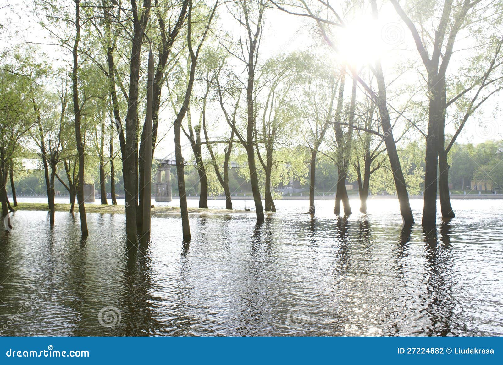 Trees on water stock photo. Image of trunks, reflection - 27224882