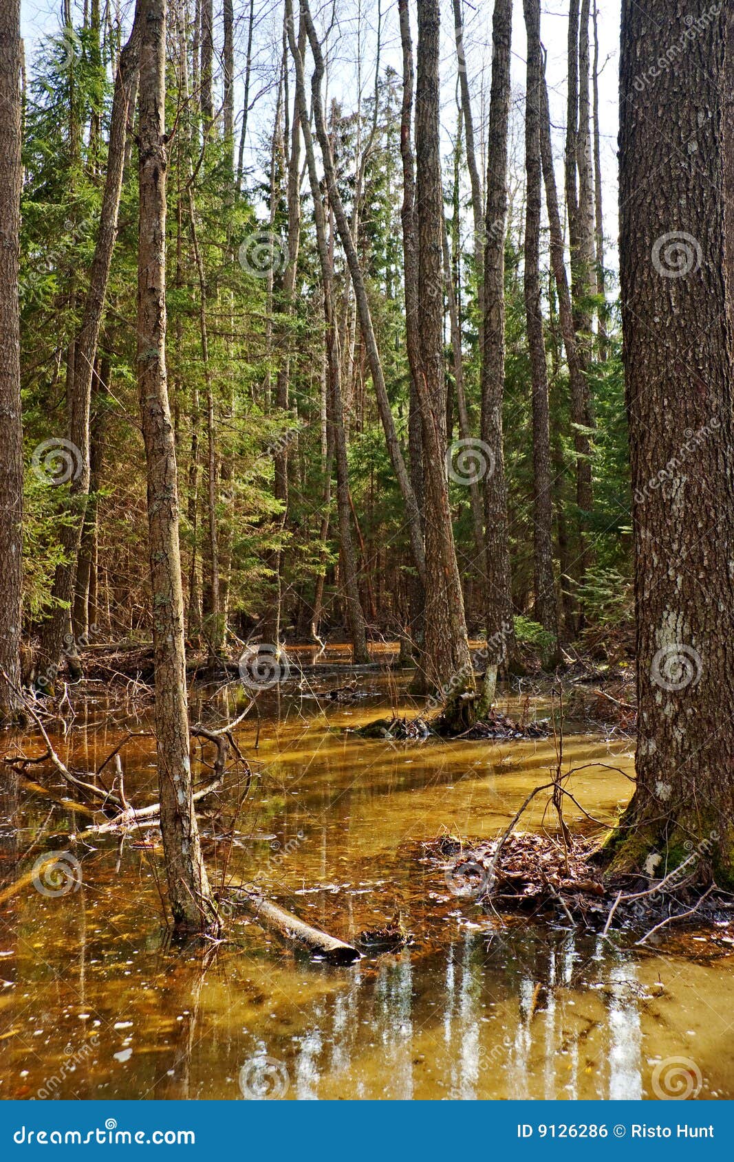 Trees in water stock photo. Image of swamp, trees, nature - 9126286