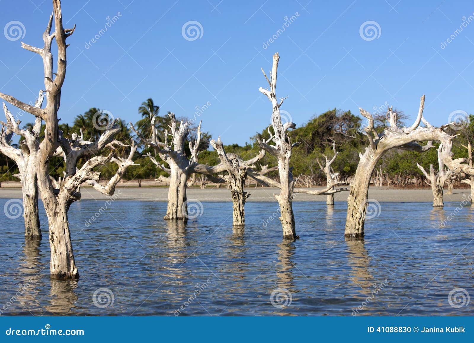 Trees in water stock photo. Image of waves, branches - 41088830