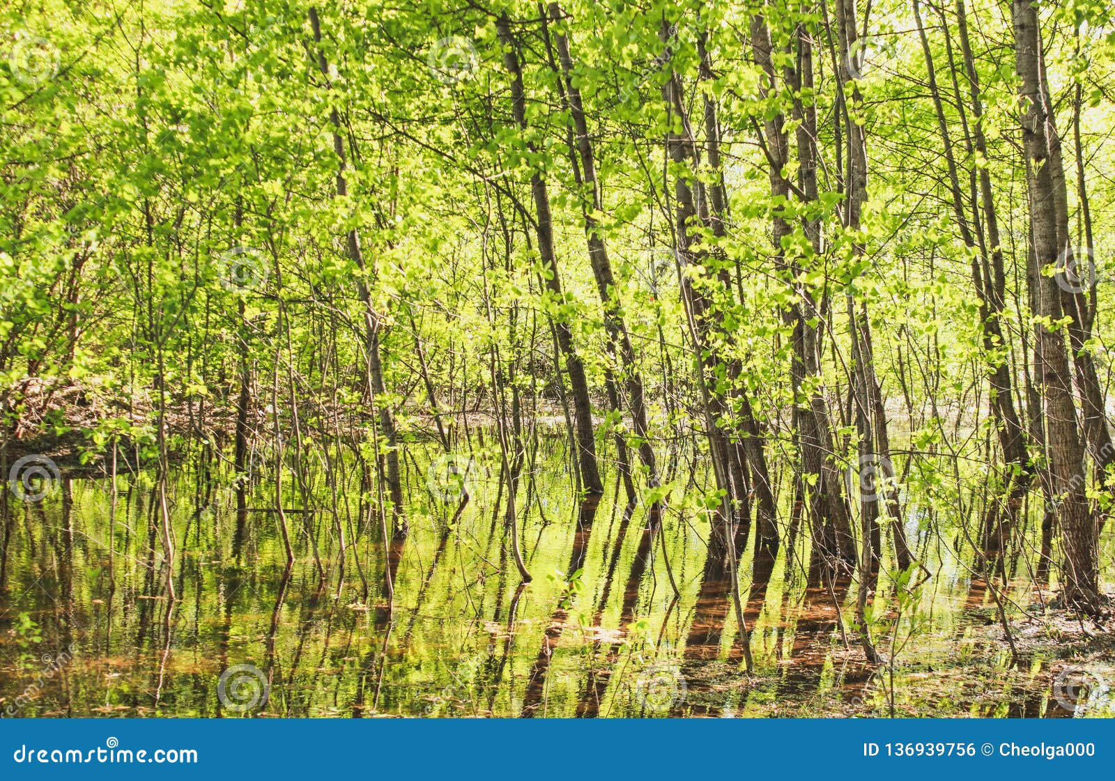 Trees in the Water in the Forest Stock Photo - Image of morning, branch ...