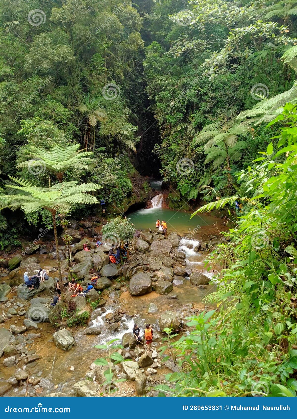 Trees and Water in the Forest Stock Image - Image of watercourse ...