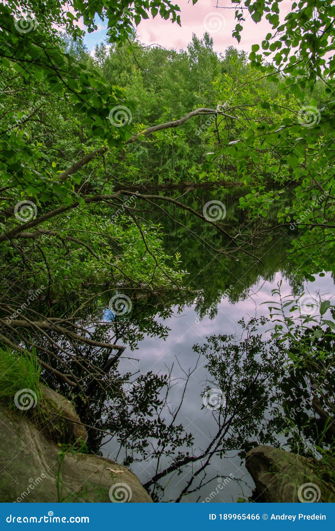 Trees, water and grass stock photo. Image of mirror - 189965466