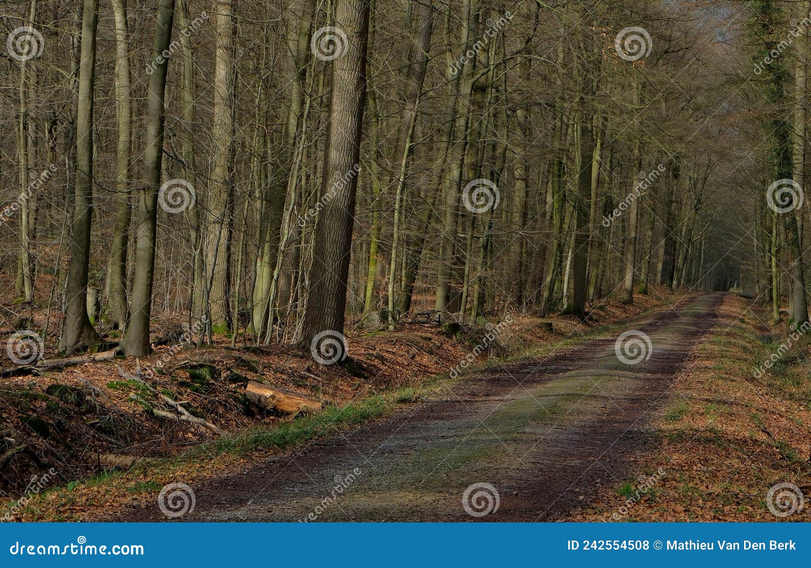 Trees, Water and Leaves in the Dutch Woods in Autumn Stock Photo ...