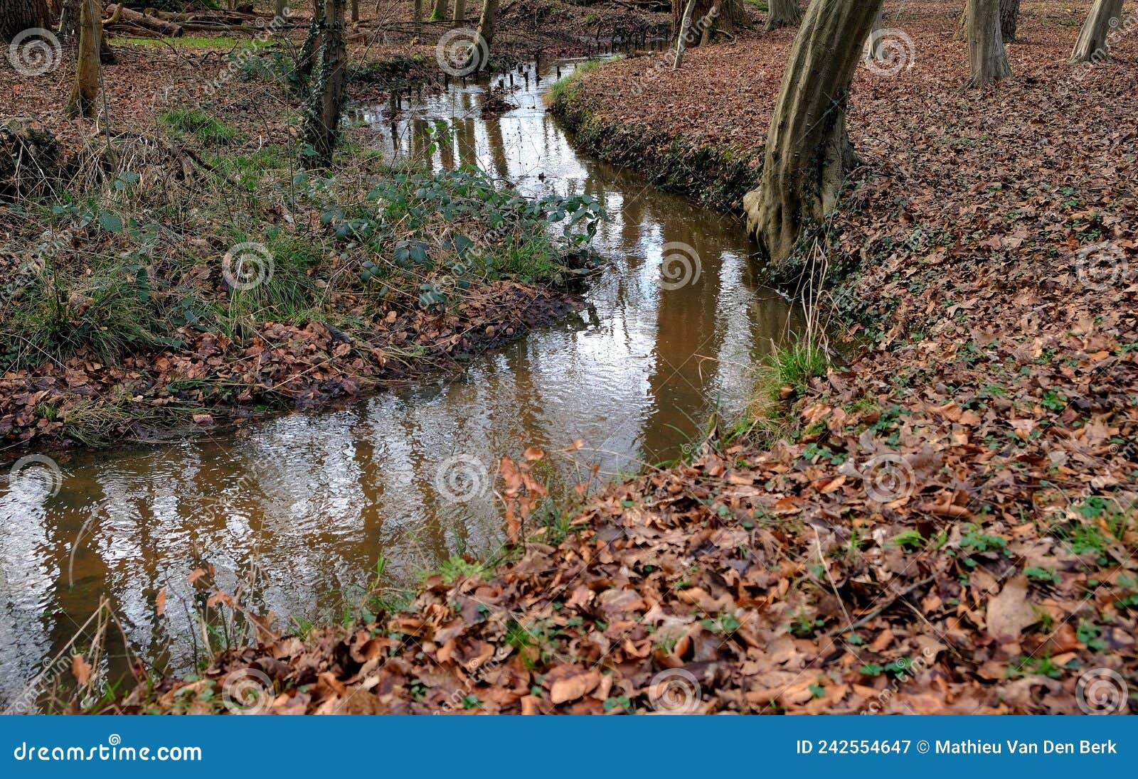 Trees, Water and Leaves in the Dutch Woods in Autumn Stock Image ...