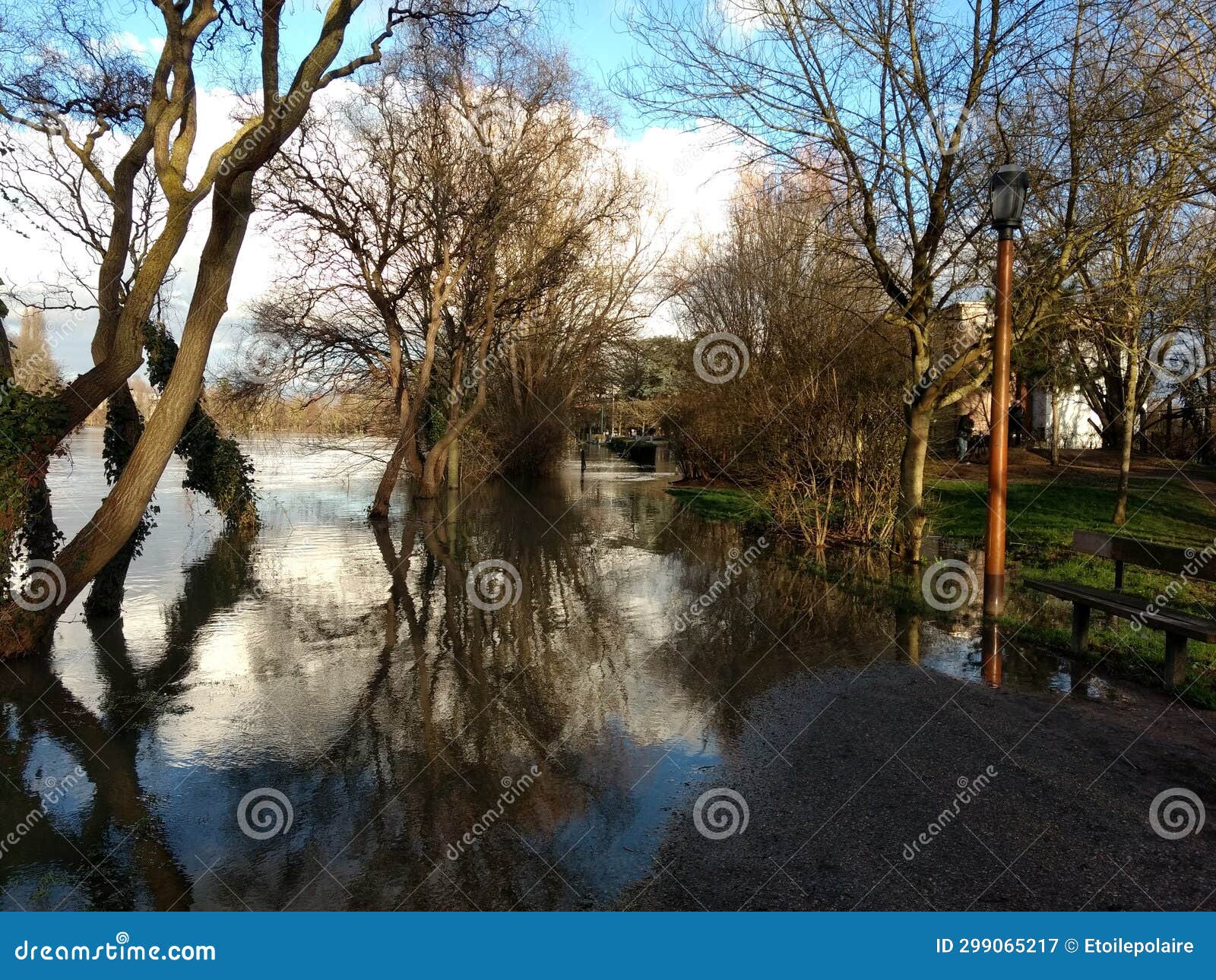 Trees in the Water with Mirror Effect after the Flood of the Seine ...