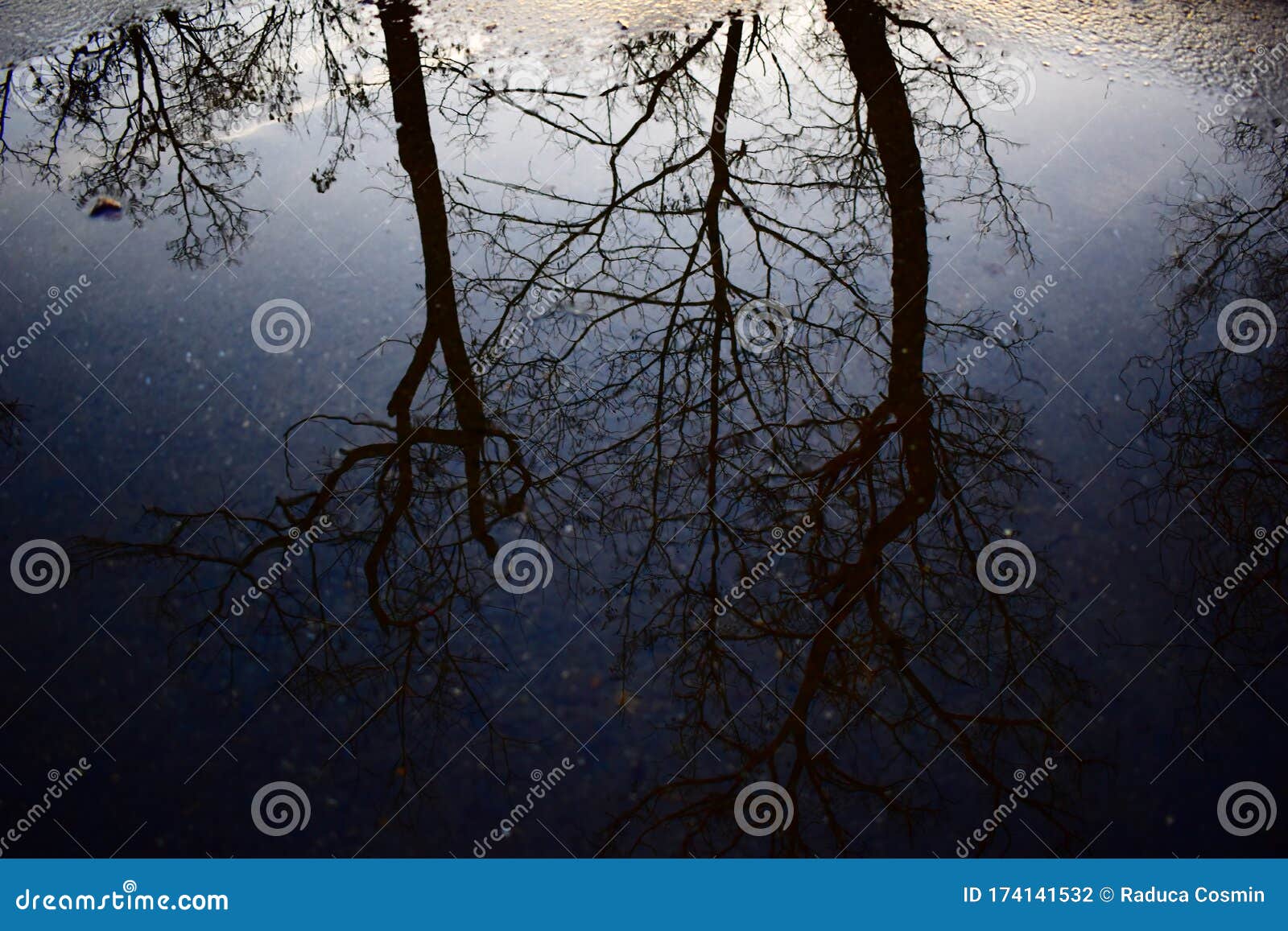 Trees on the water mirror stock photo. Image of close - 174141532