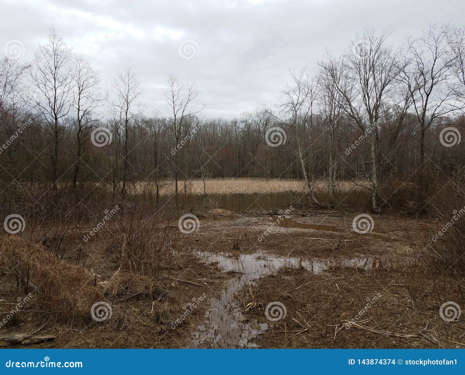 Trees and Water and Mud in Wetland or Swamp Area Stock Photo - Image of ...