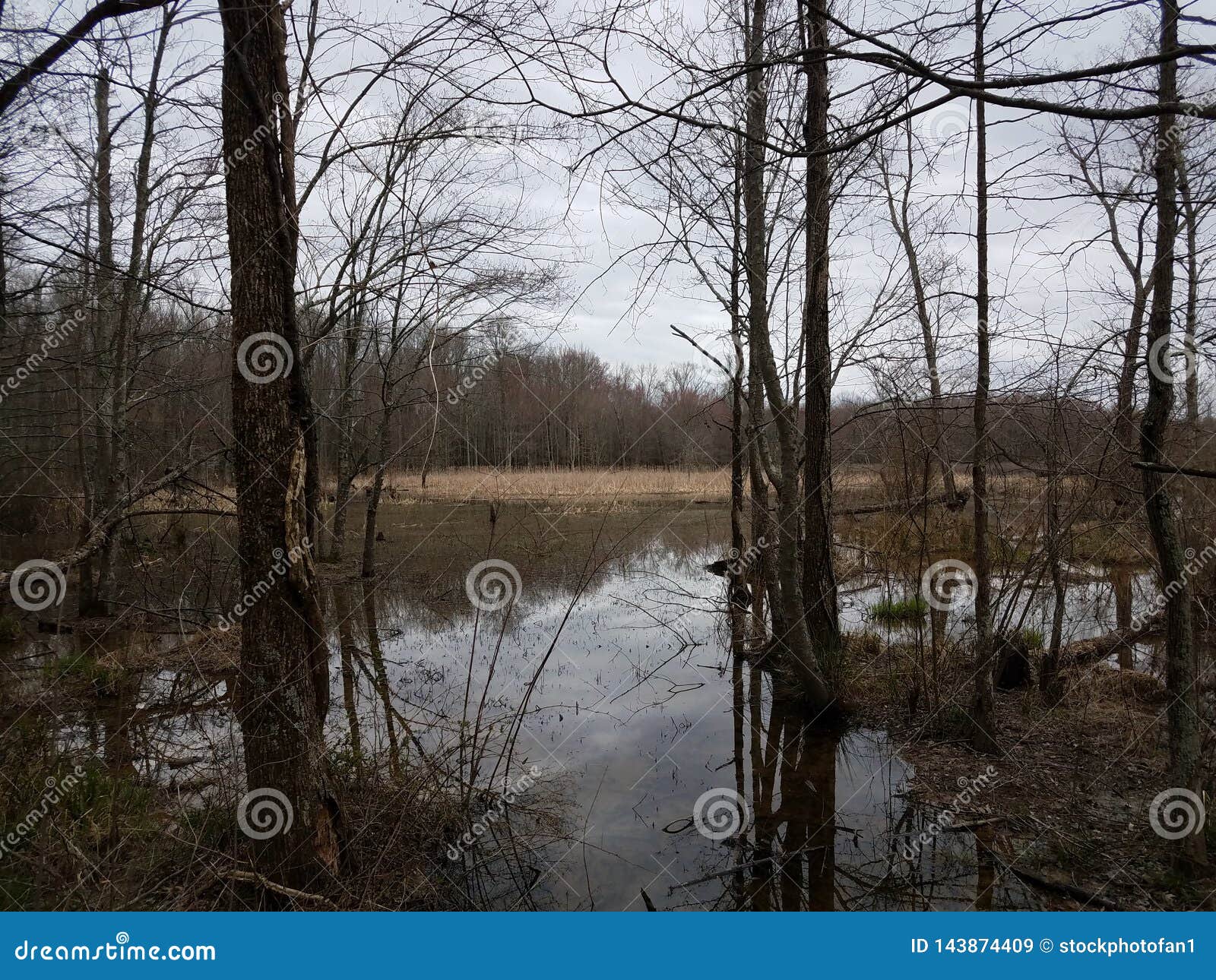 Trees and Water and Mud in Wetland or Swamp Area Stock Image - Image of ...