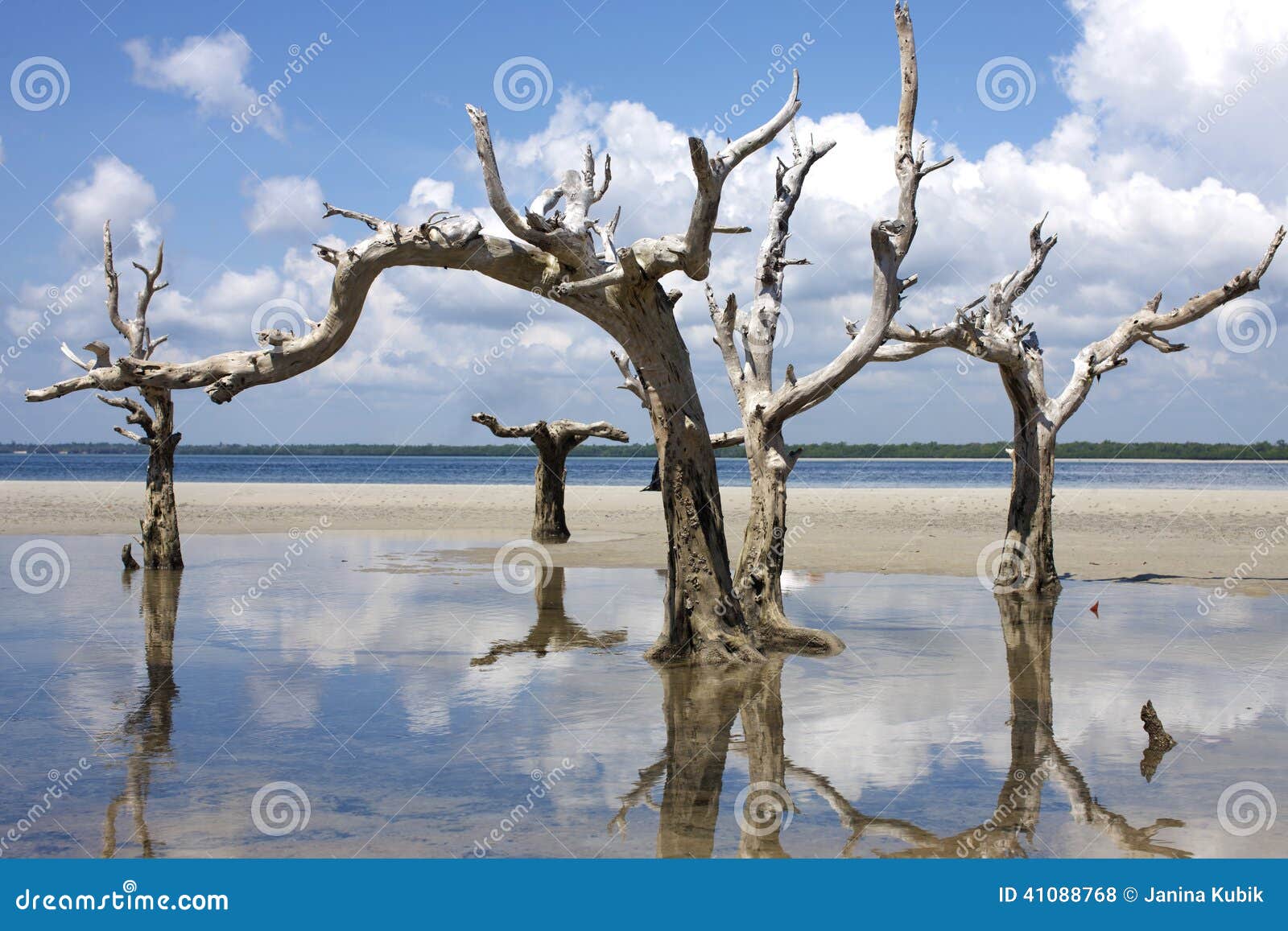 Trees in water stock photo. Image of blue, rest, flooded - 41088768