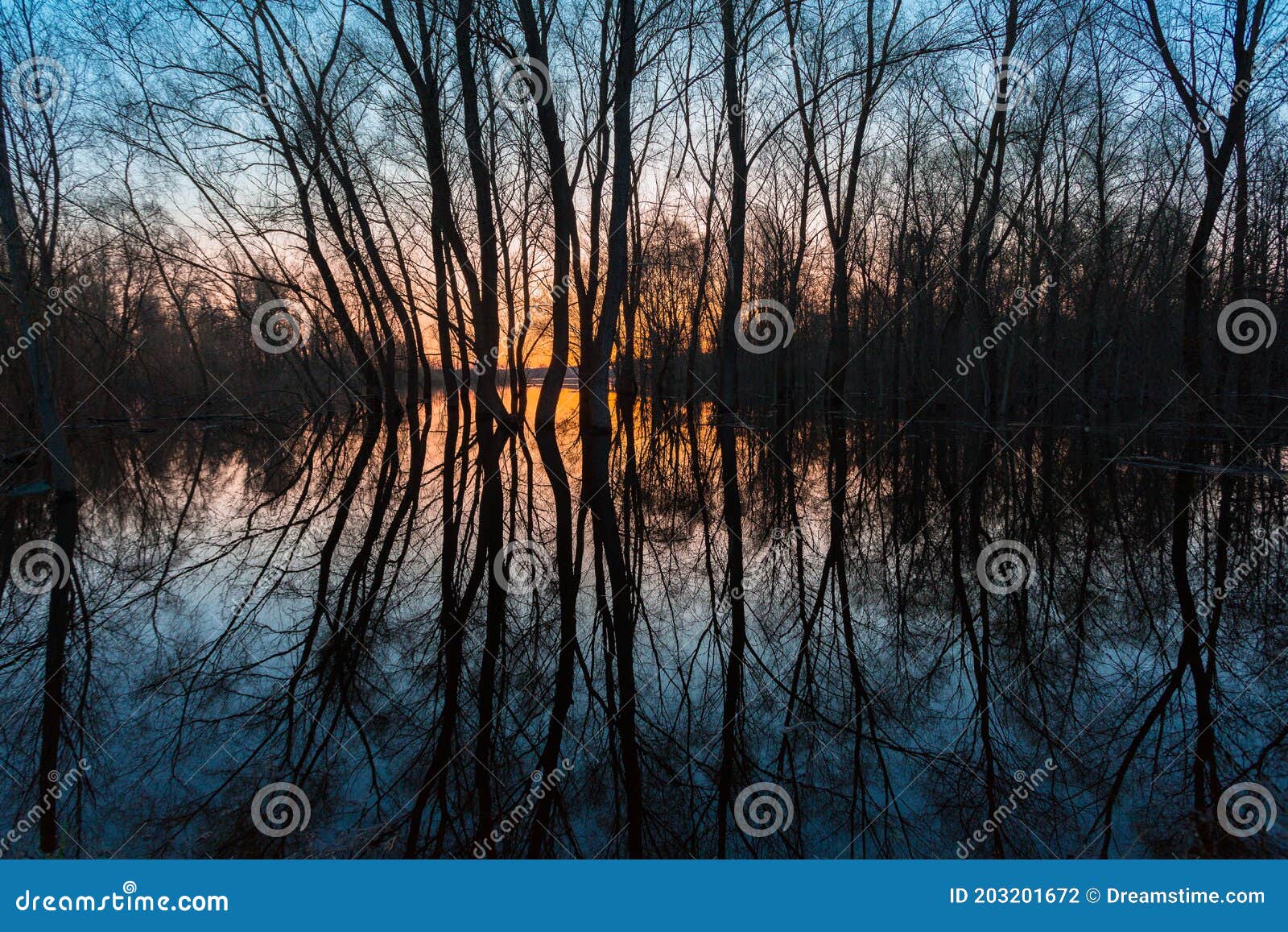 Trees in Water Reflected at Sunrise Silhouettes Stock Photo - Image of ...