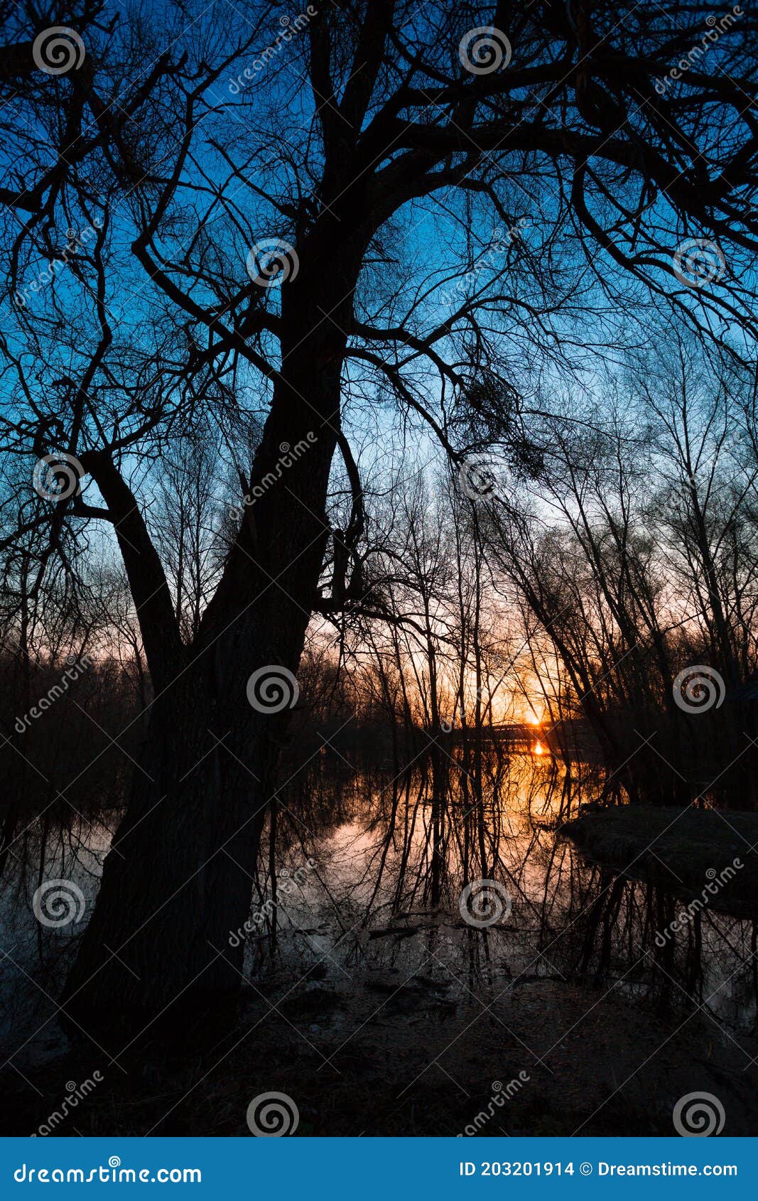 Trees in Water Reflected at Sunrise Silhouettes Stock Photo - Image of ...