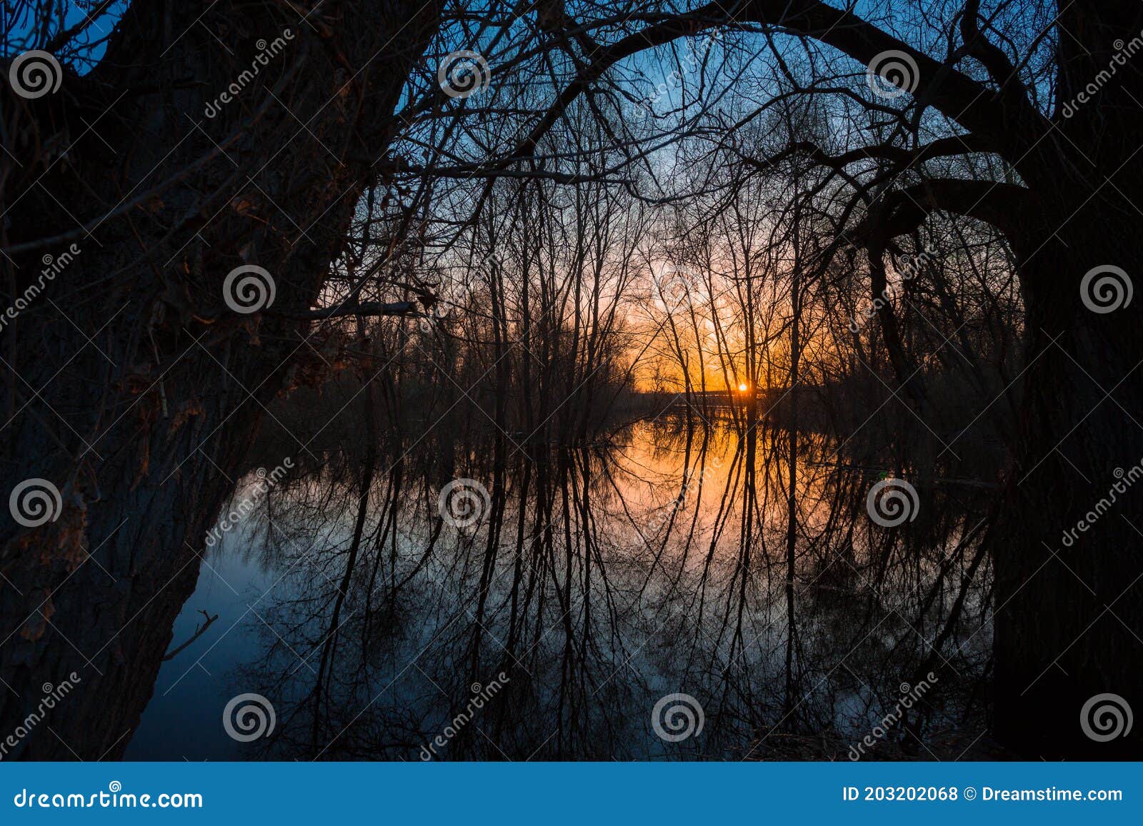 Trees in Water Reflected at Sunrise Silhouettes Stock Photo - Image of ...