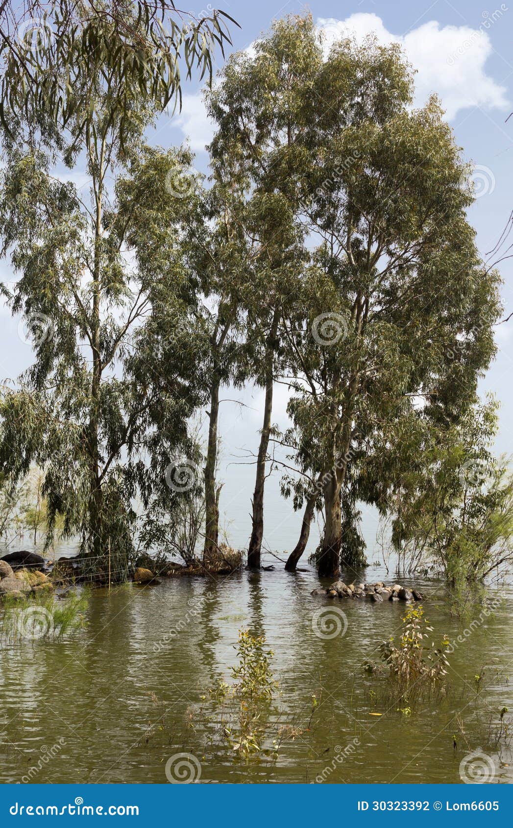 Trees in water stock photo. Image of background, water - 30323392