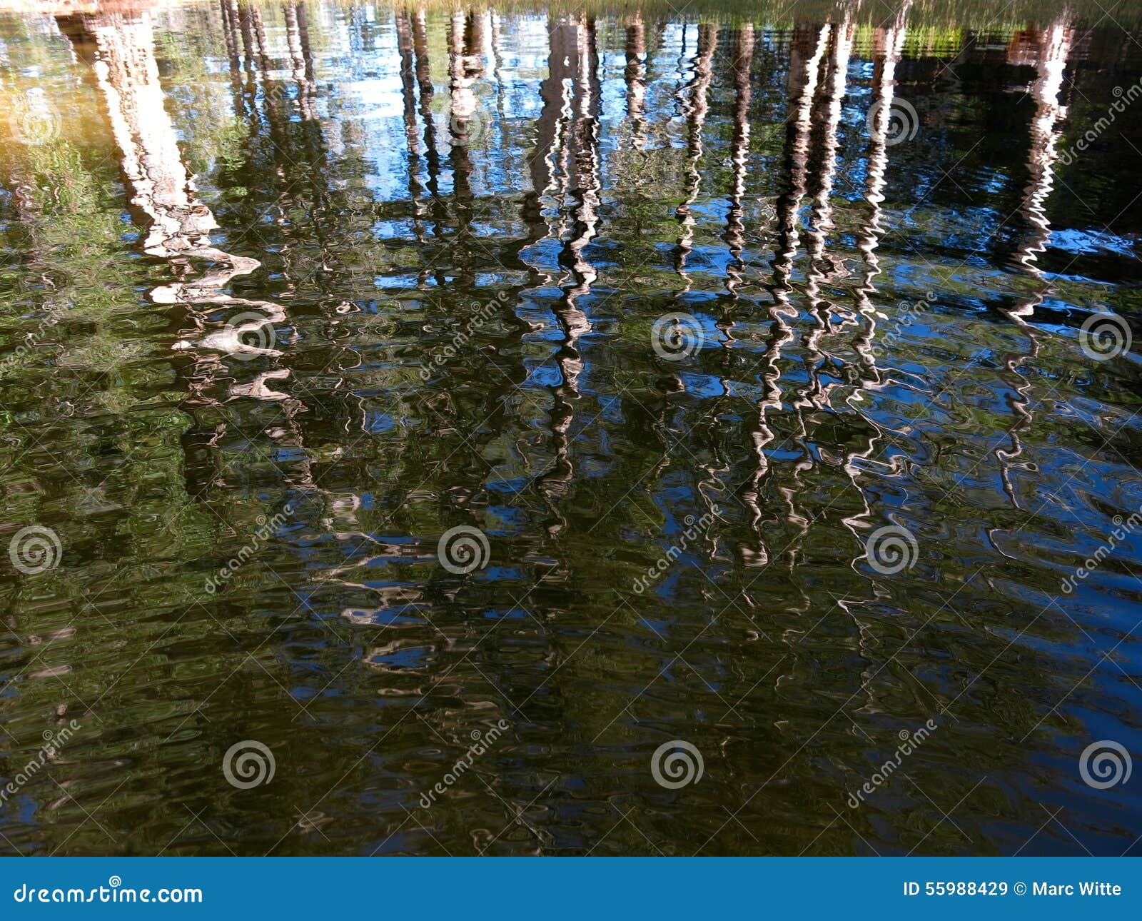 Trees water reflection stock image. Image of reflection - 55988429