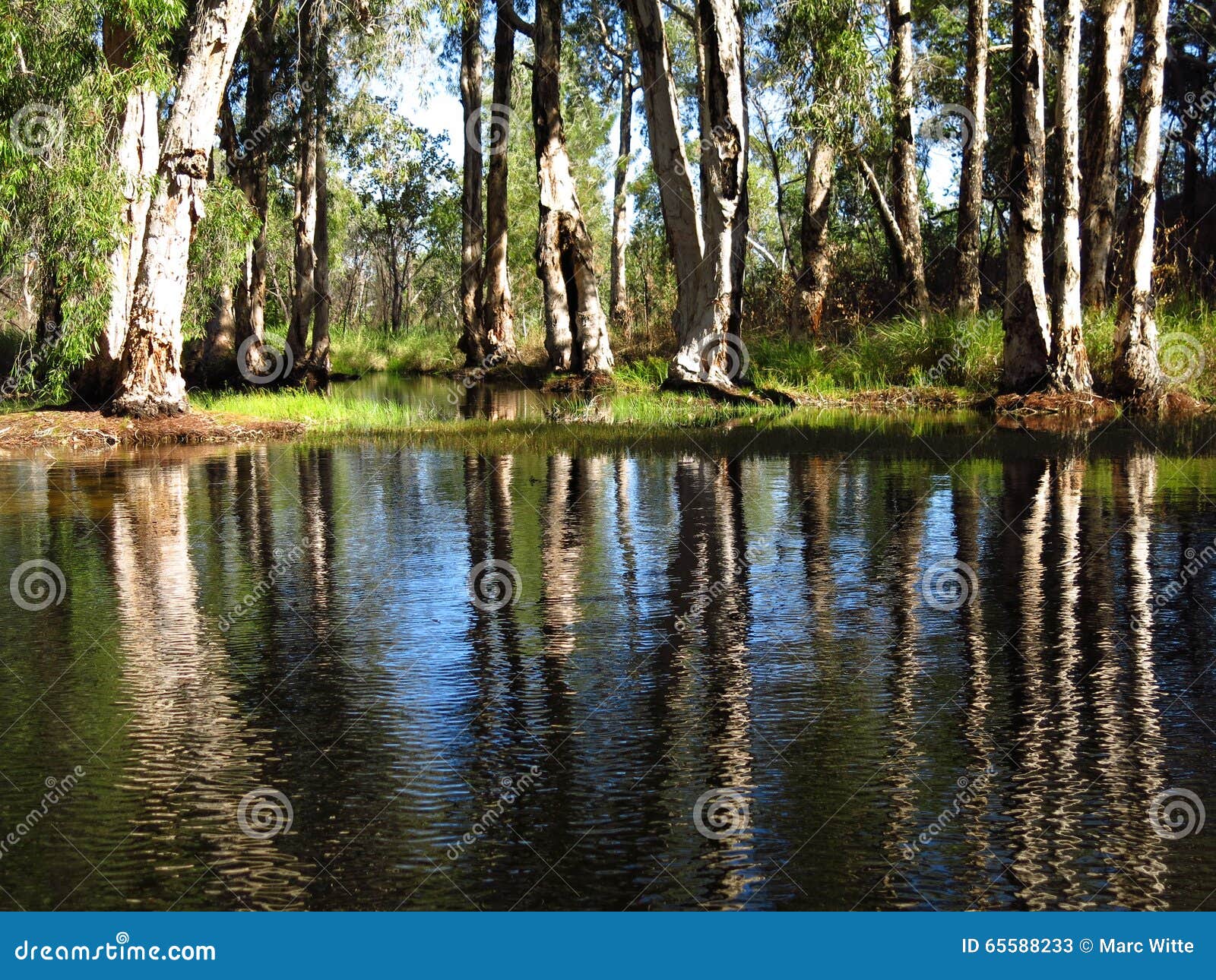 Trees water reflection stock image. Image of natural - 65588233