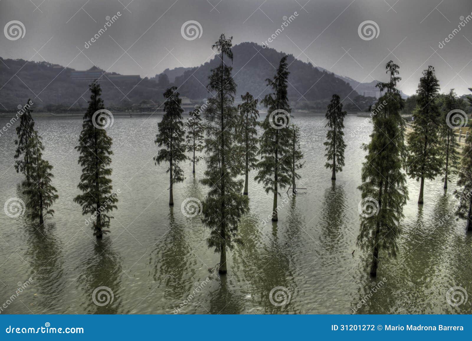 Trees on water stock photo. Image of atmosphere, landscape - 31201272