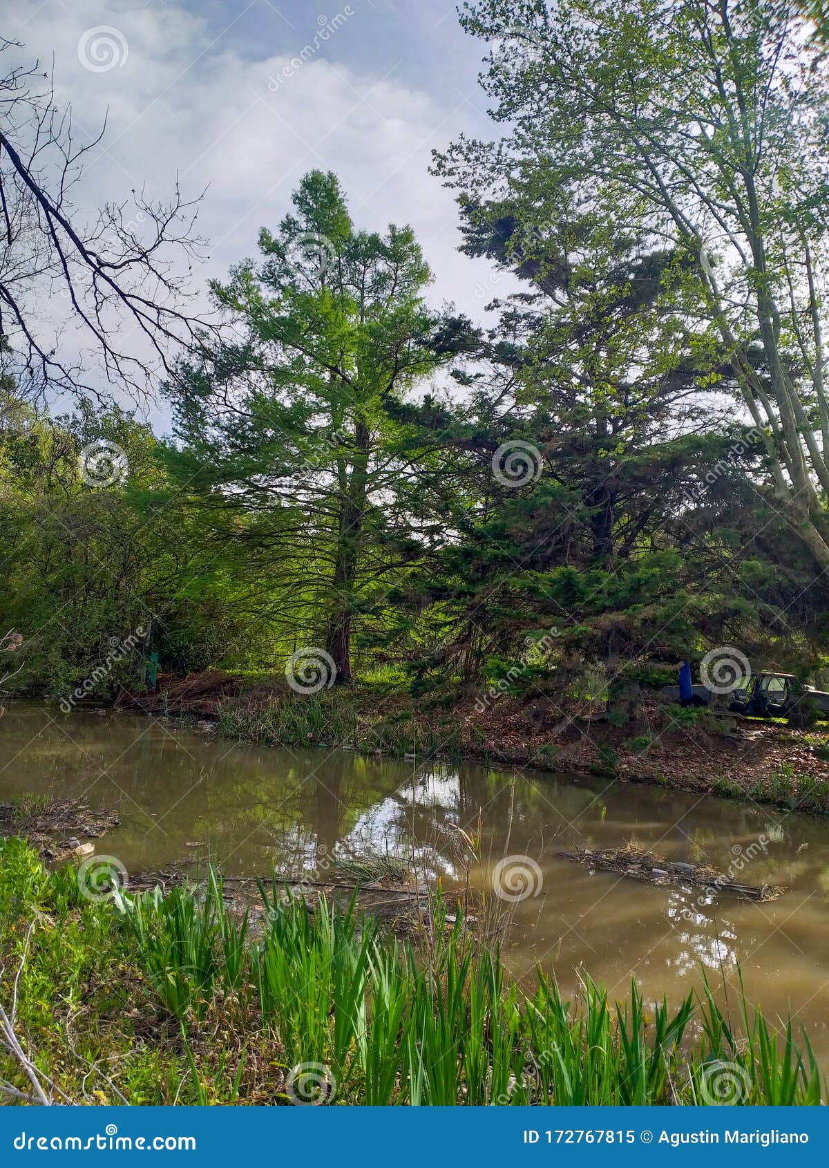 Trees with Water and Sky Landscape Stock Image - Image of green ...