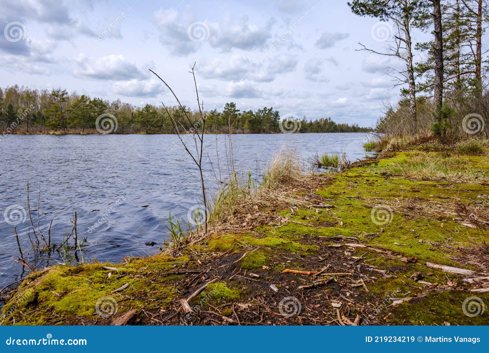 Trees by the Water with Sky Reflections Stock Image - Image of ...