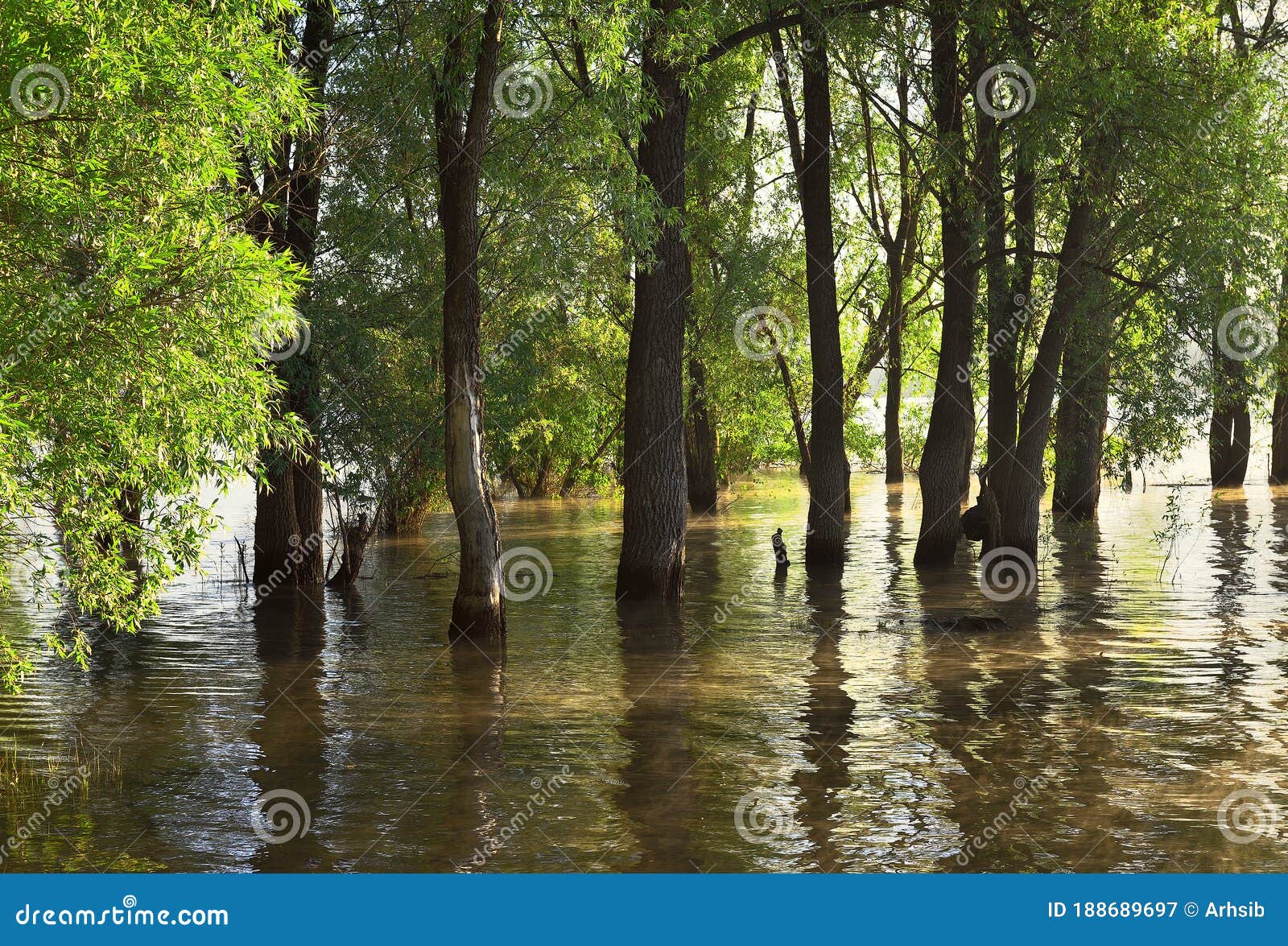Trees in the Water in Spring Stock Image - Image of region, rays: 188689697