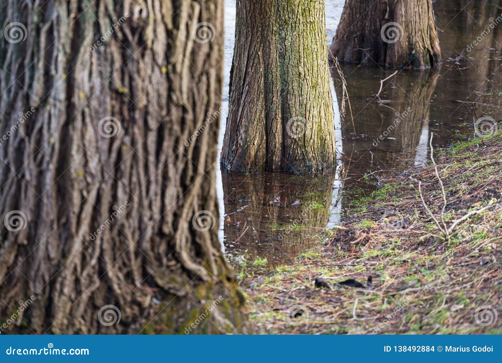 Trees in the water stock photo. Image of grass, green - 138492884