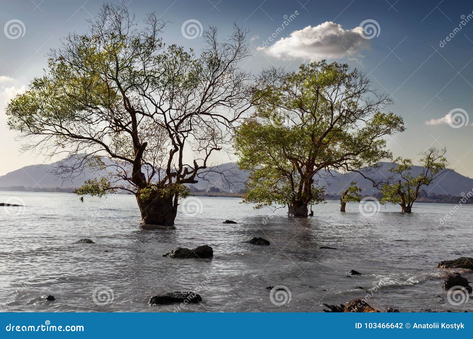 Trees in the water stock photo. Image of blue, nature - 103466642