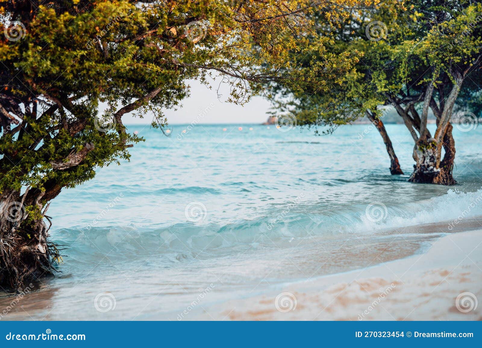 Trees in the Water on a Tropical Beach Create a Frame of Greenery ...