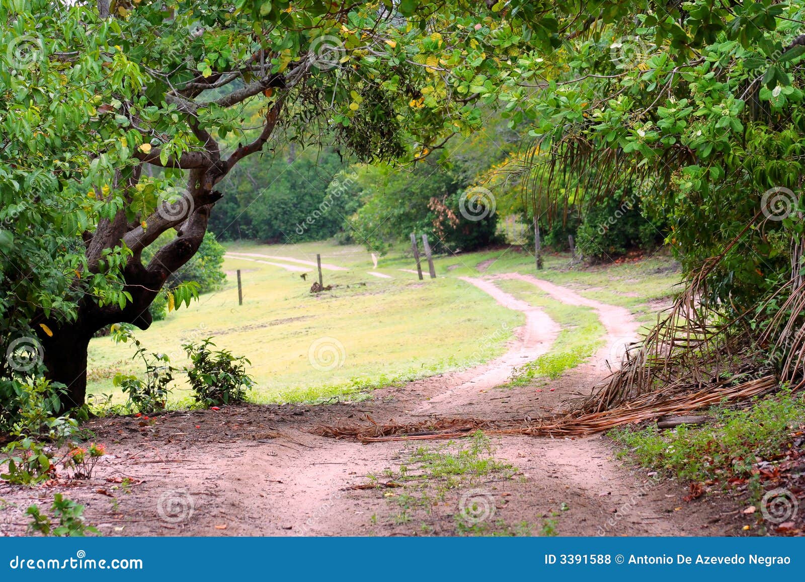 Trees way stock photo. Image of tree, amazon, trees, leaves - 3391588