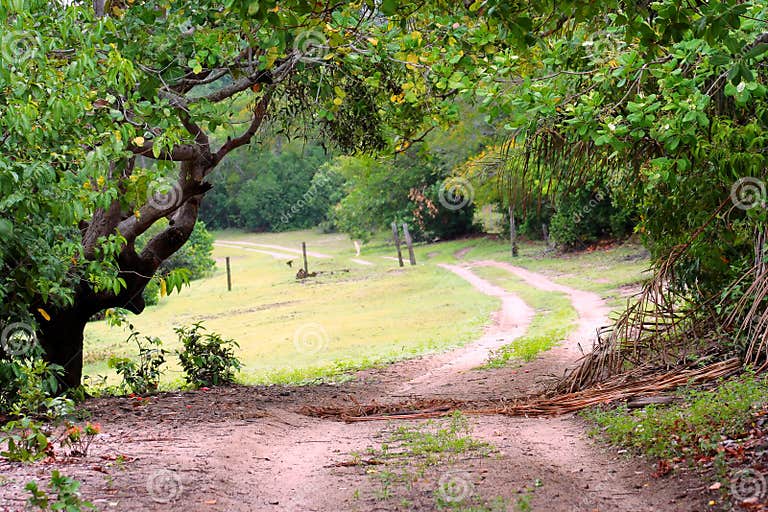 Trees way stock photo. Image of tree, amazon, trees, leaves - 3391588