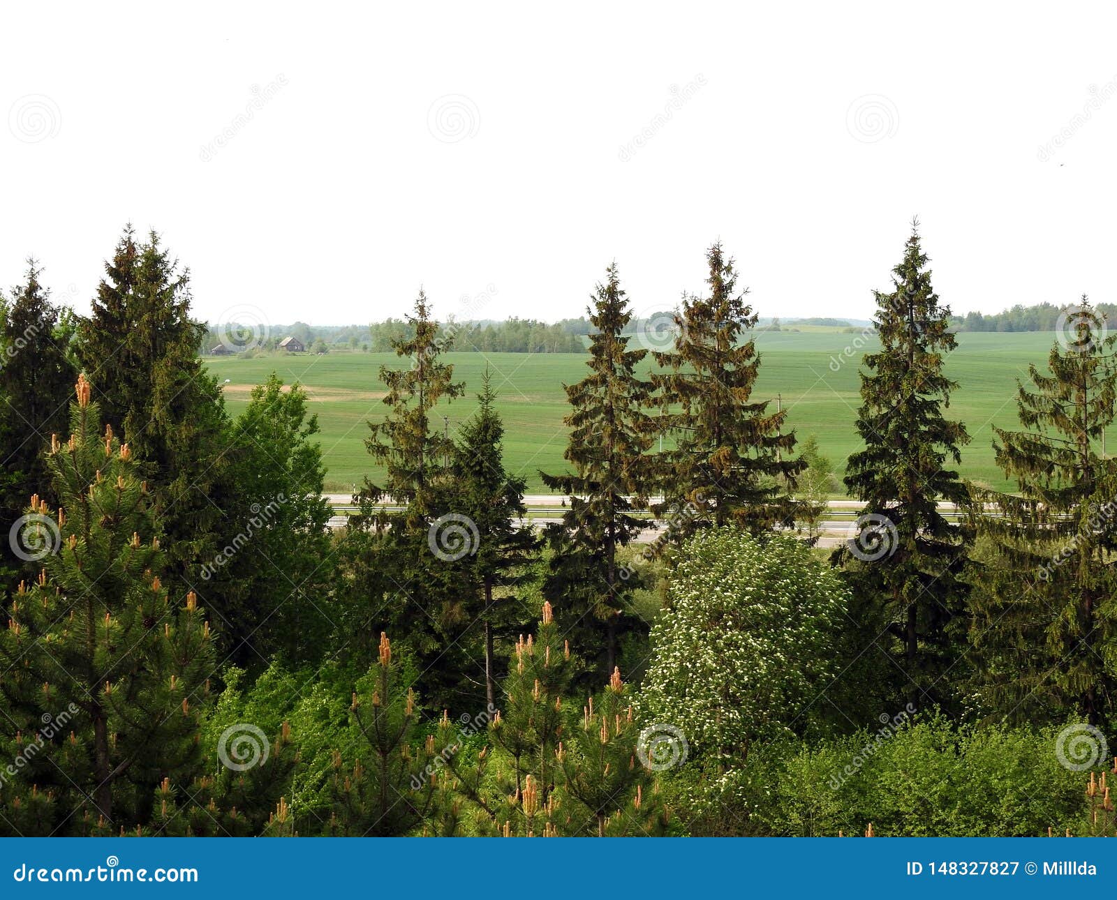 Trees, Way and Fields, Lithuania Stock Image - Image of branches, view ...