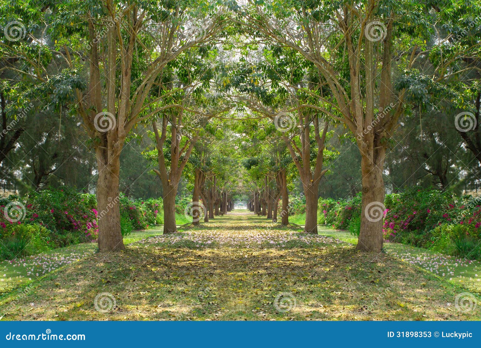 Trees way stock image. Image of flora, bark, foliage - 31898353