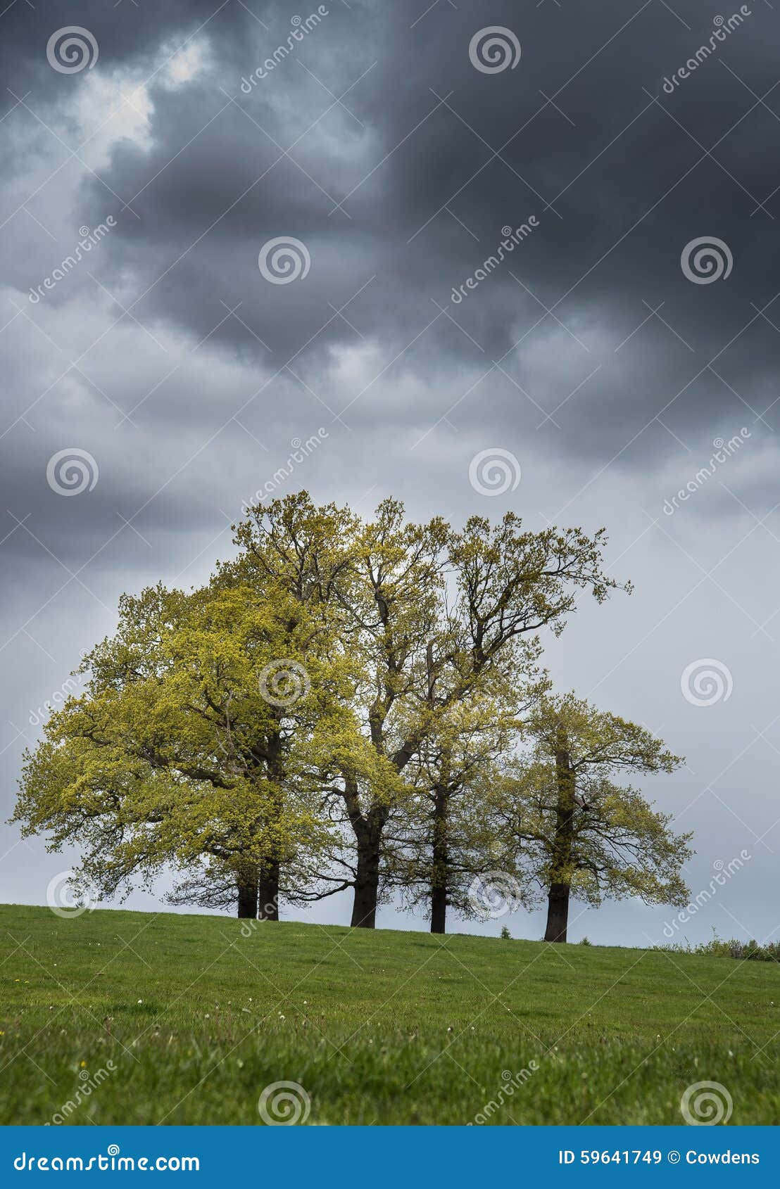 Trees in Weather stock image. Image of dandelions, tree - 59641749