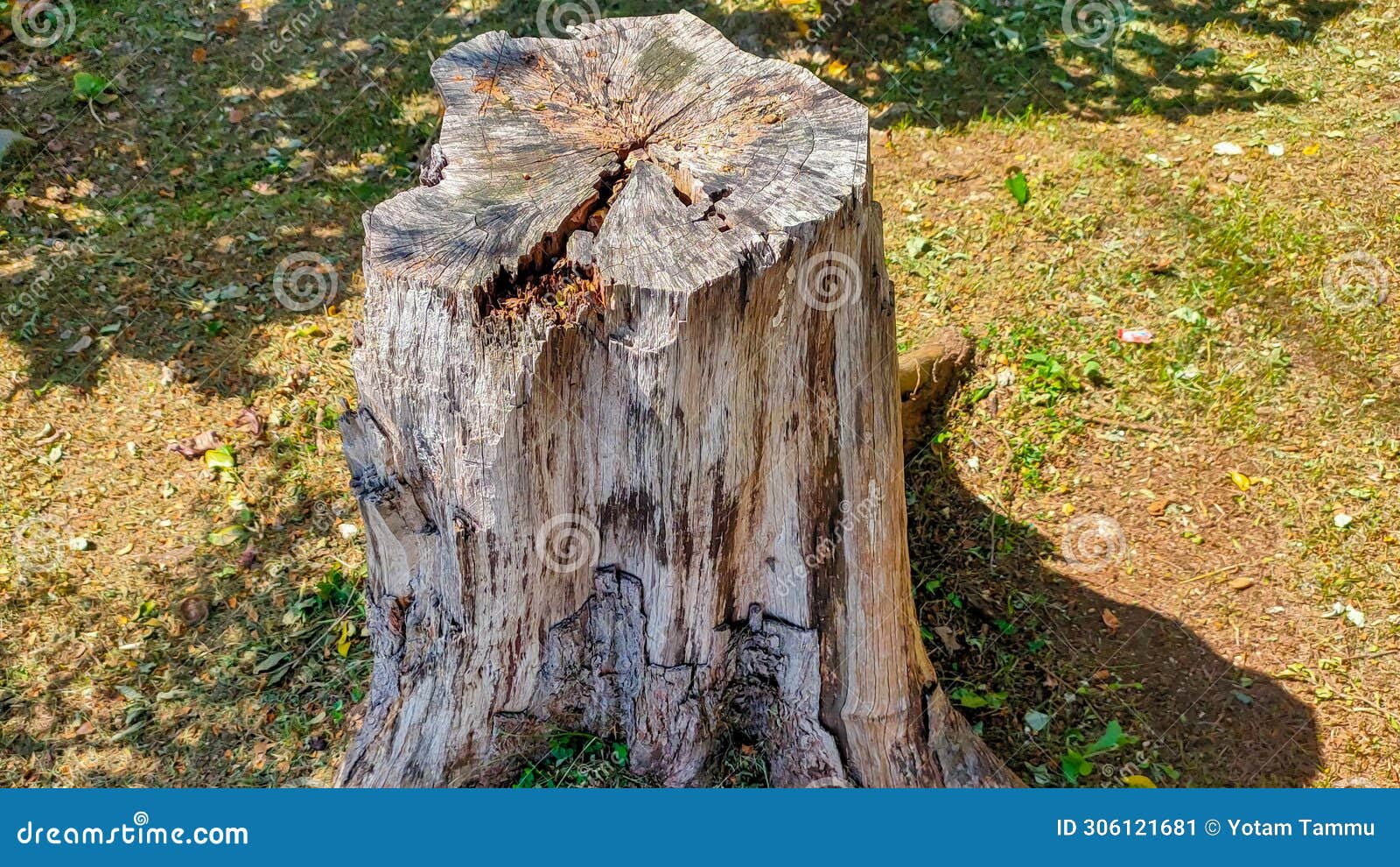 The Trees that Were Cut Down Looked Brittle and Rotten Stock Image ...