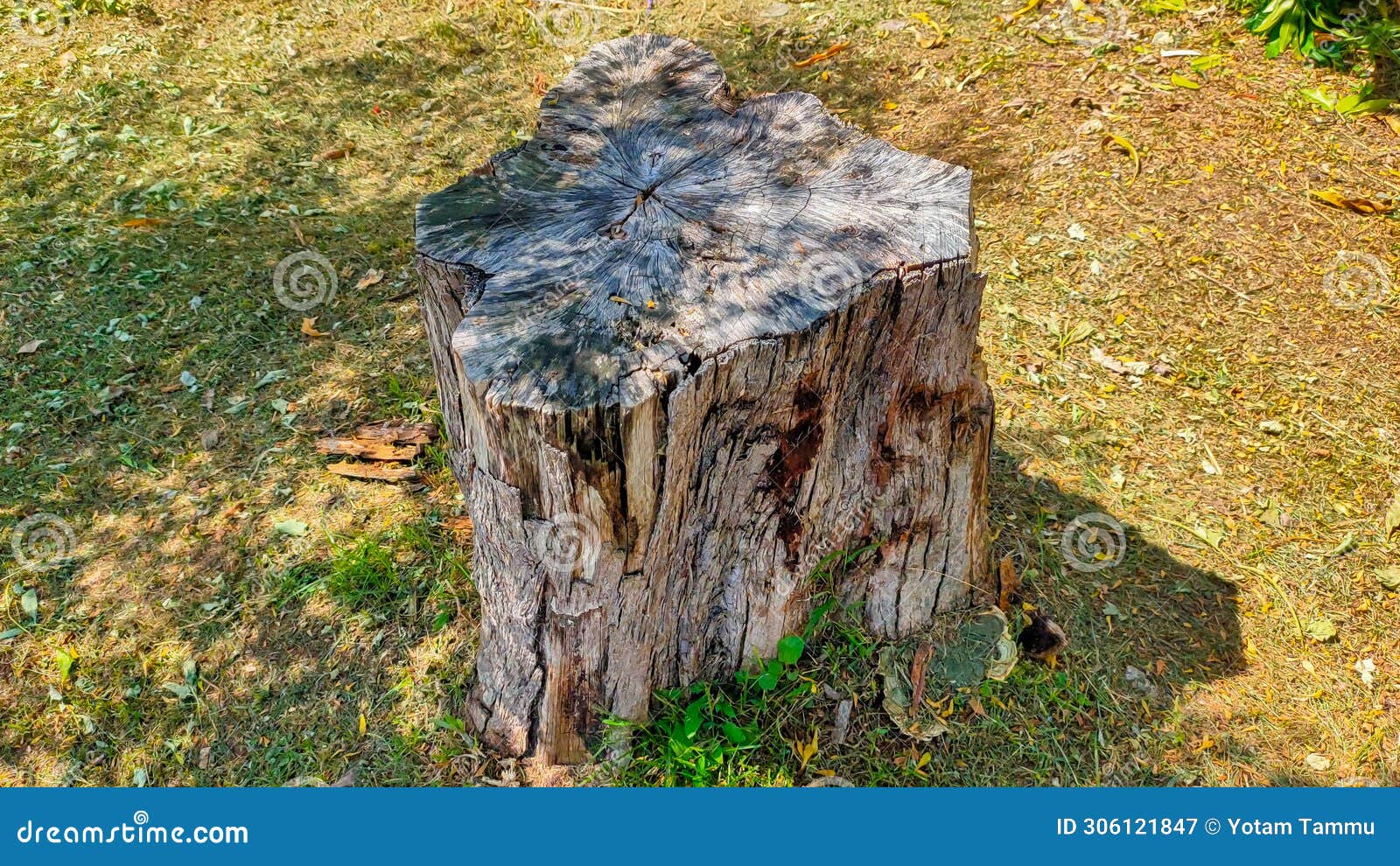 The Trees that Were Cut Down Looked Brittle and Rotten Stock Image ...